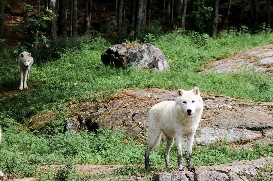25 Activities You Need To Do In Outaouais This Summer - Little Miss Ottawa