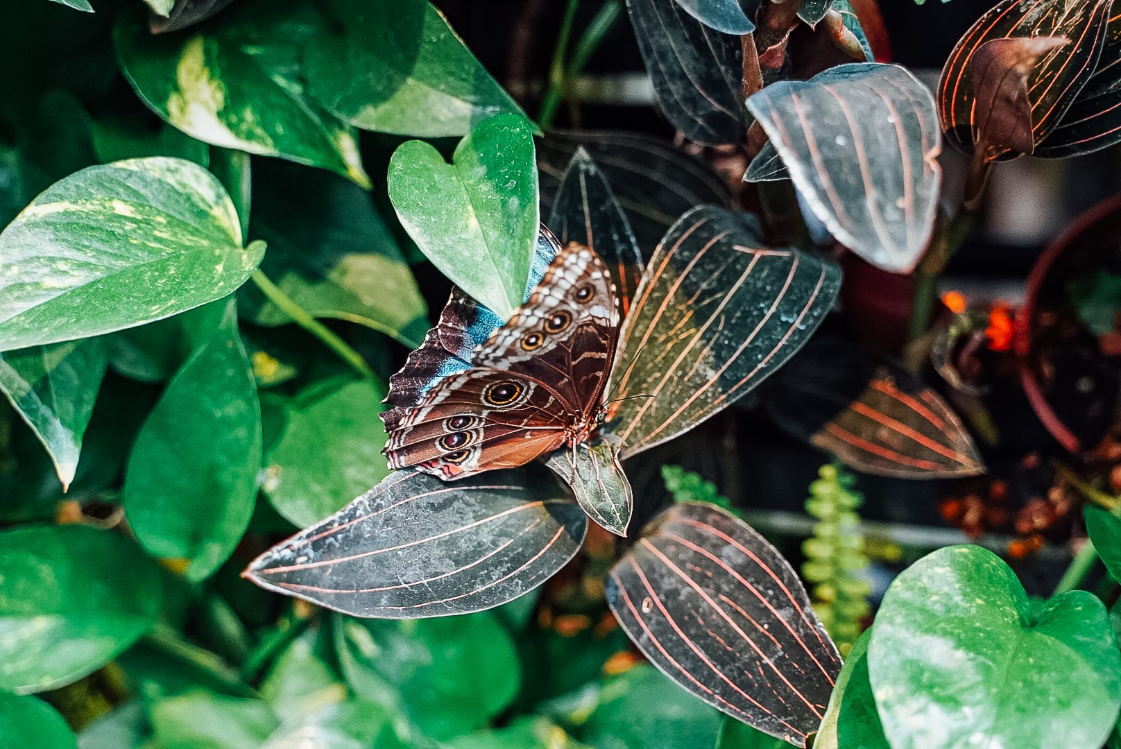 Nature Nocturne: A Night Out At The Museum of Nature - Little Miss Ottawa
